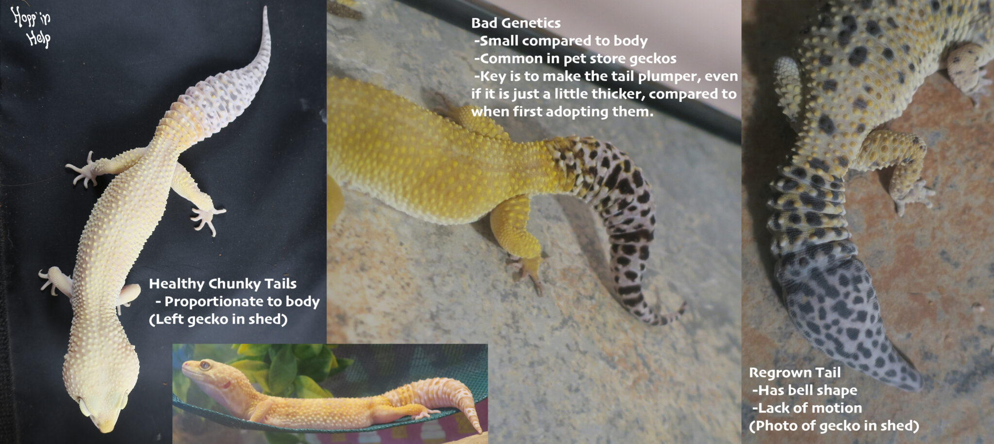 Leopard Gecko Care Sheet - Hopp'in Help